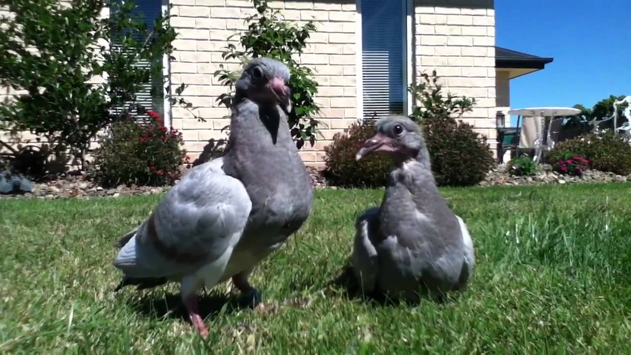 My Racing Pigeon Squabs - YouTube