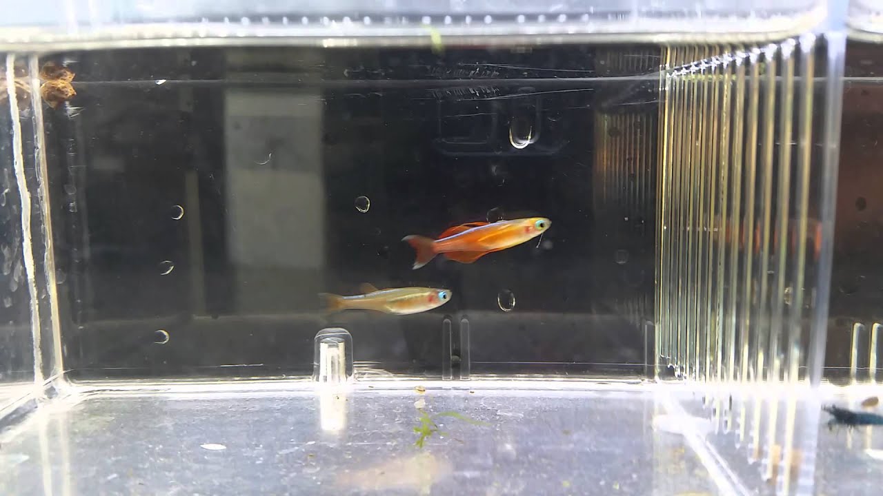 pseudomugil paskai sp red neon - YouTube