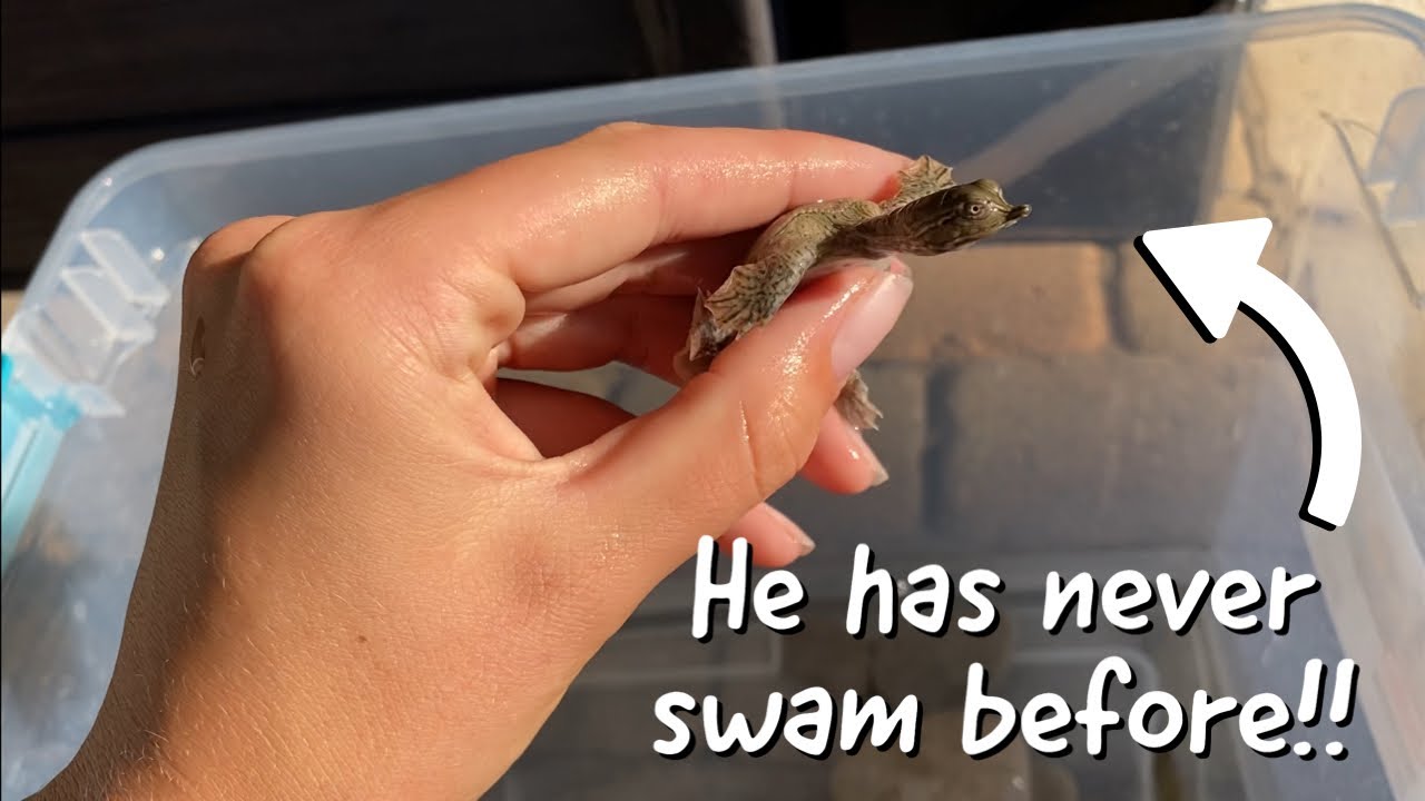 Cute Baby Turtle SWIMS for the FIRST TIME!! - YouTube