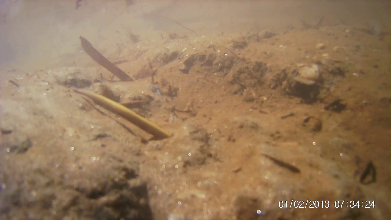 Sam Catchpole - Geotria australis (Lamprey) - YouTube