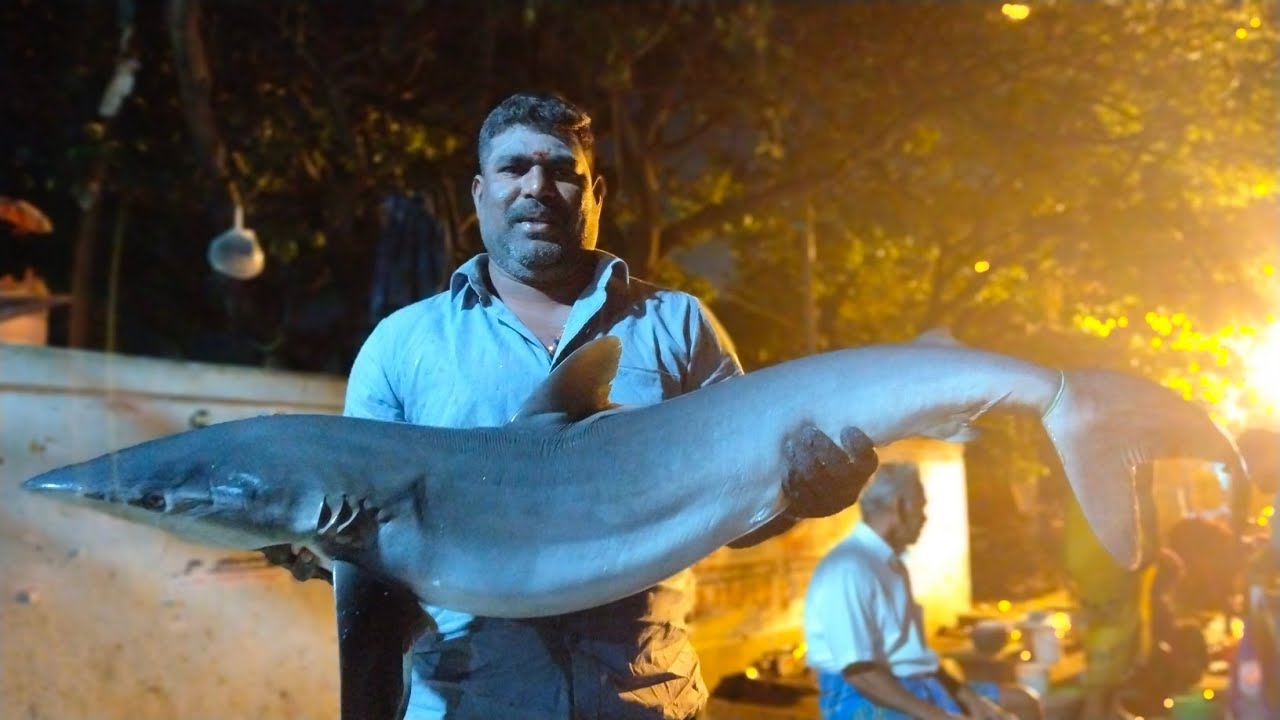 milk shark 🦈 fish cutting video/fishcuttingrs #fishcuttingrs #kasimedu ...
