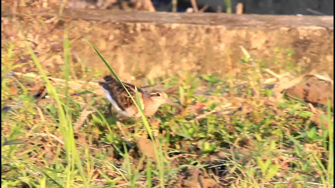 Greater Painted Snipe and his baby - YouTube