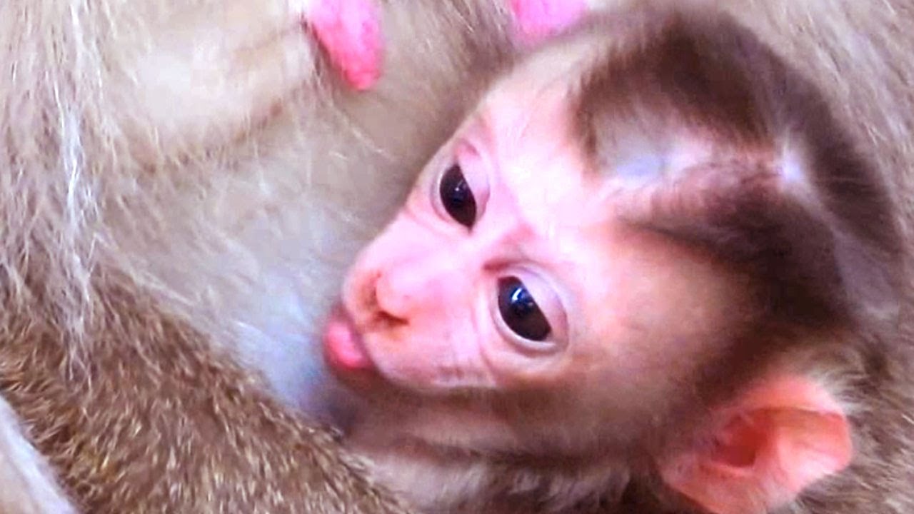 Welcome monkey Libby newborn baby monkey called LILY look so cute - YouTube