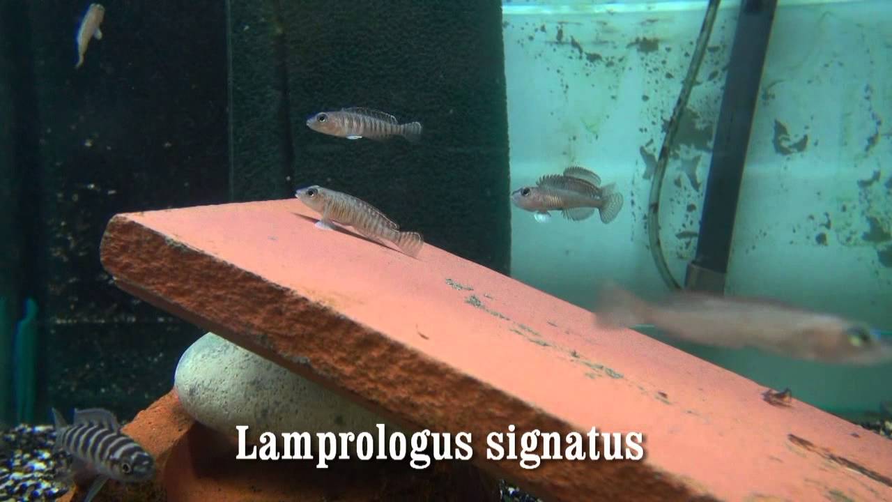 lamprologus signatus - YouTube
