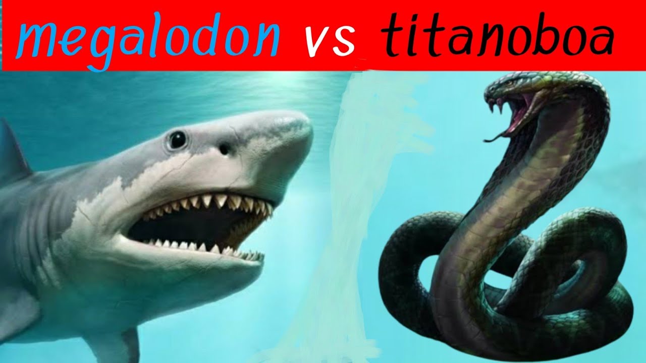 megalodon shark vs titanoboa / who will win - YouTube