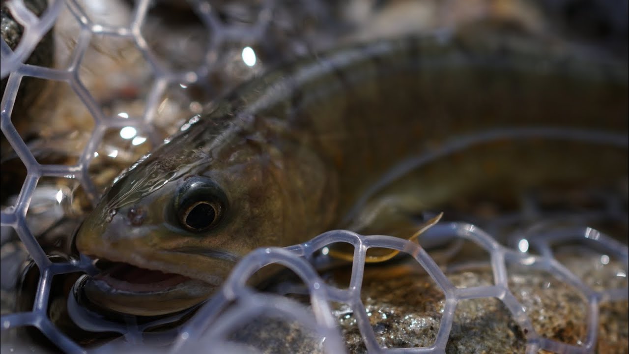 2023 Trout lure Fishing in Japan part 3 - YouTube