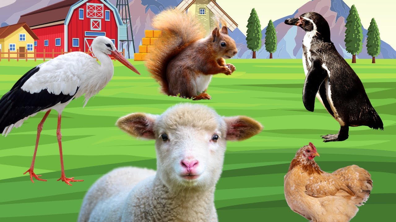 Animal Sounds Compilation - Hen, Penguien, Dog, Stork, Sheep - YouTube