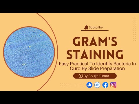 Gram's Staining | To identify gram positive and negative bacteria in ...