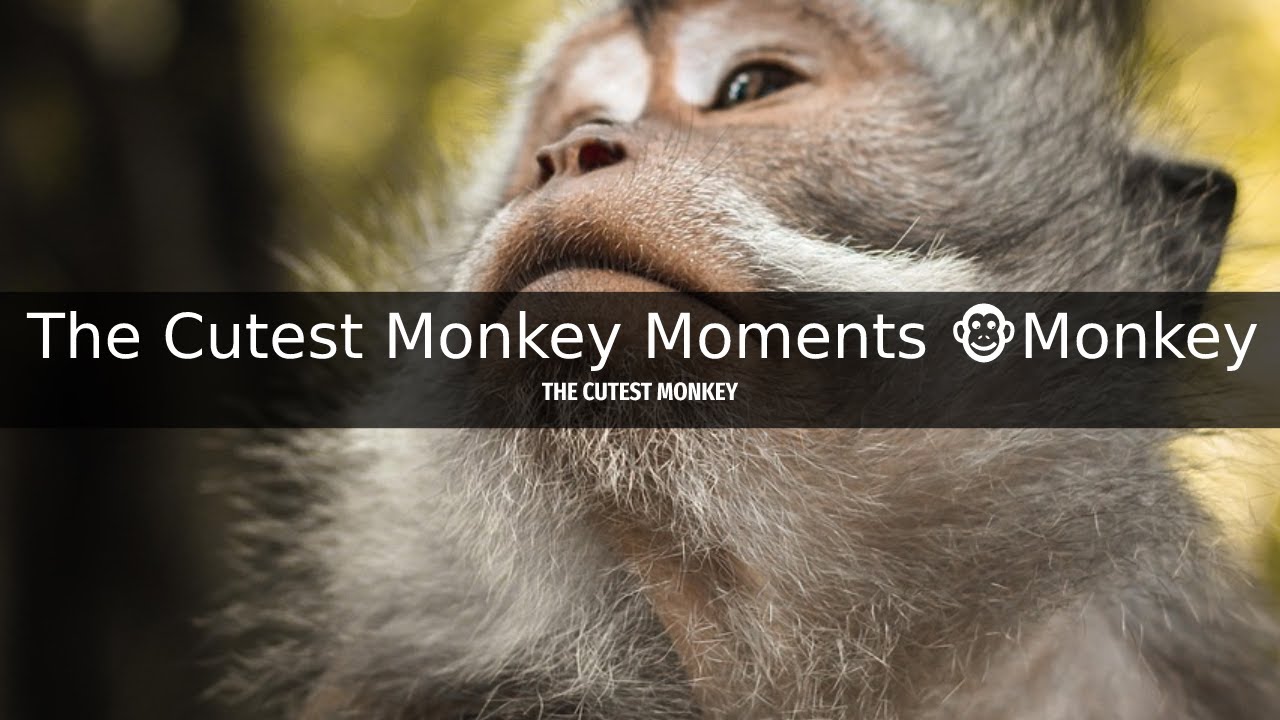 The Cutest Monkey Moments - YouTube