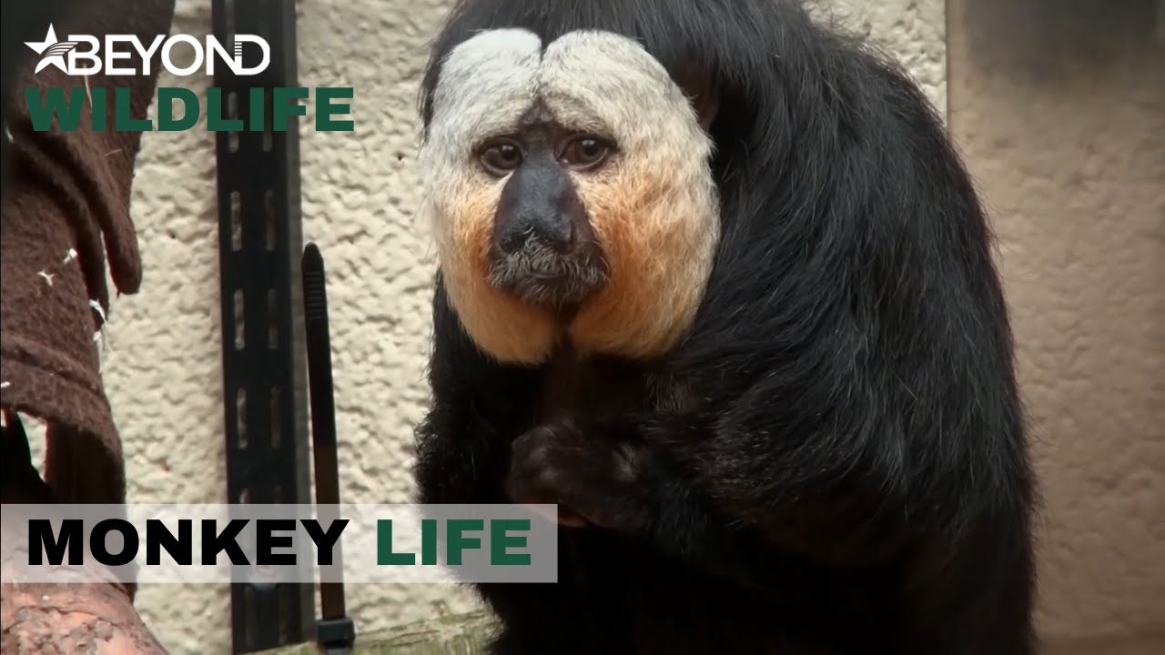 S7E02 | Jethro’s Confronted By Thieving Squirrel Monkeys | Monkey Life ...