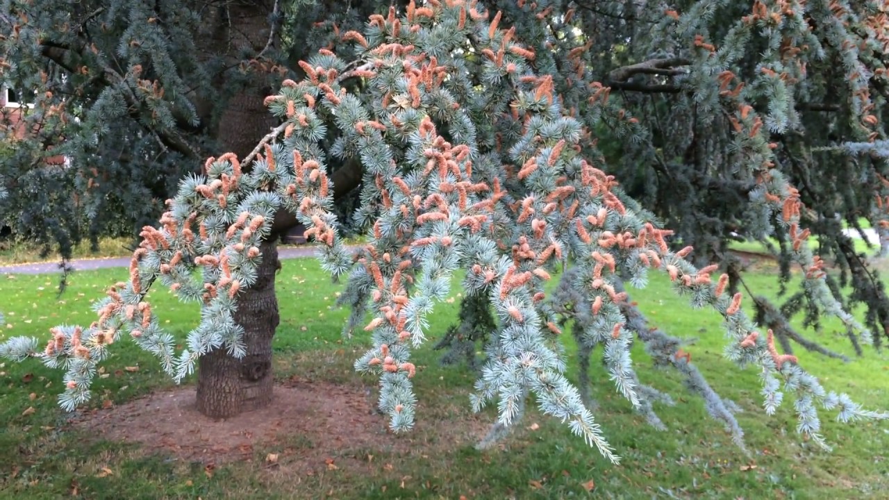 Blue Atlas cedar (Cedrus atlantica Glauca) - lower branches - October ...