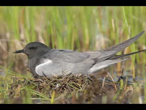 Terns vs Gulls: The Ultimate Guide to Tell the Difference Now ...