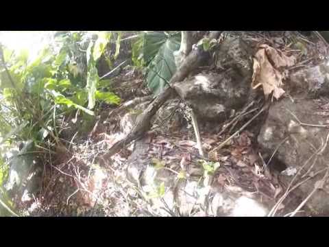 Red bellied racer snake - YouTube