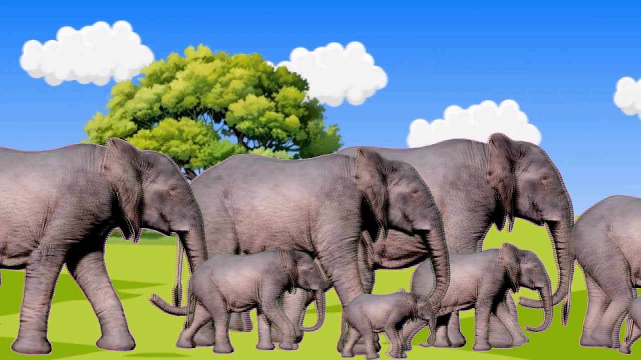elephant sound effect | elephant sound | animal sounds | elephant video ...