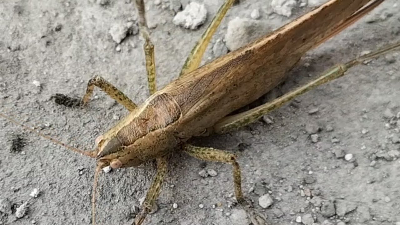 Winged insects are very poor flyers. - YouTube