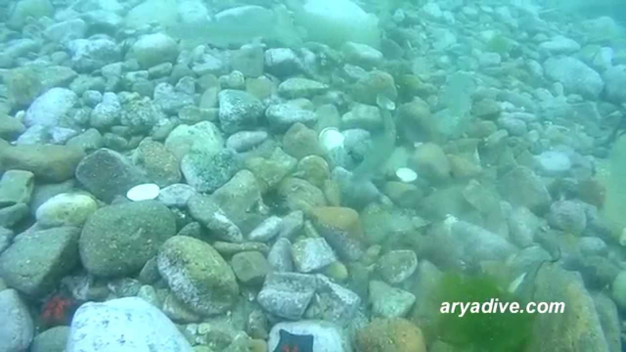 황어(Tribolodon hakonensis)~ Big-scaled redfin - YouTube