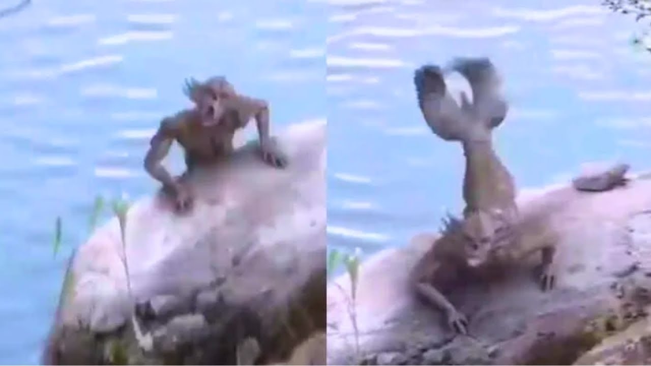 Real Mermaids That Were Captured By Scientists - YouTube