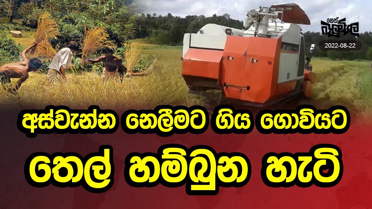අස්වැන්න නෙලීමට ගිය ගොවියට තෙල් හම්බුන හැටි | 2022-08-23 | Neth Fm ...