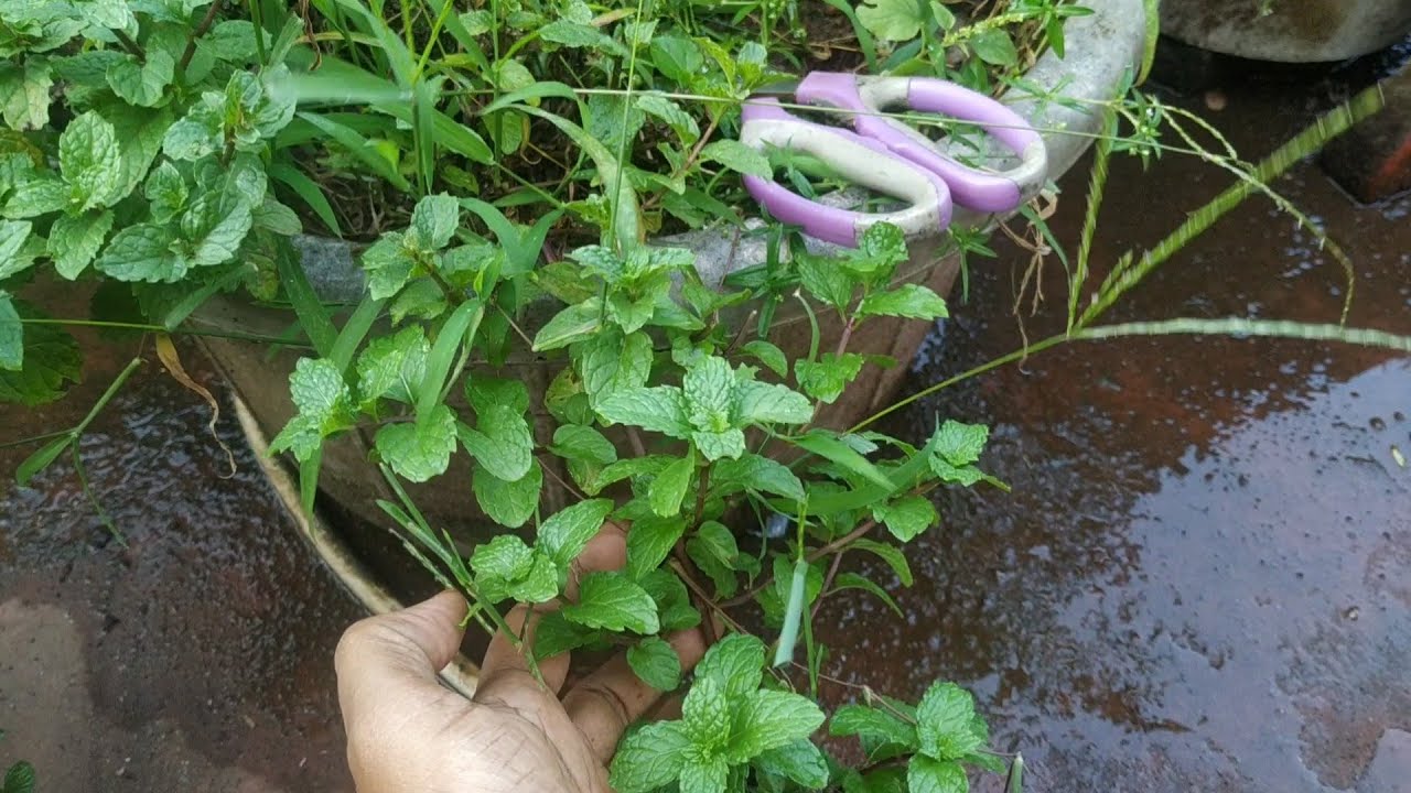 ಪುದಿನಾ ಗಿಡ / pudina plants / harvest / replanting - YouTube