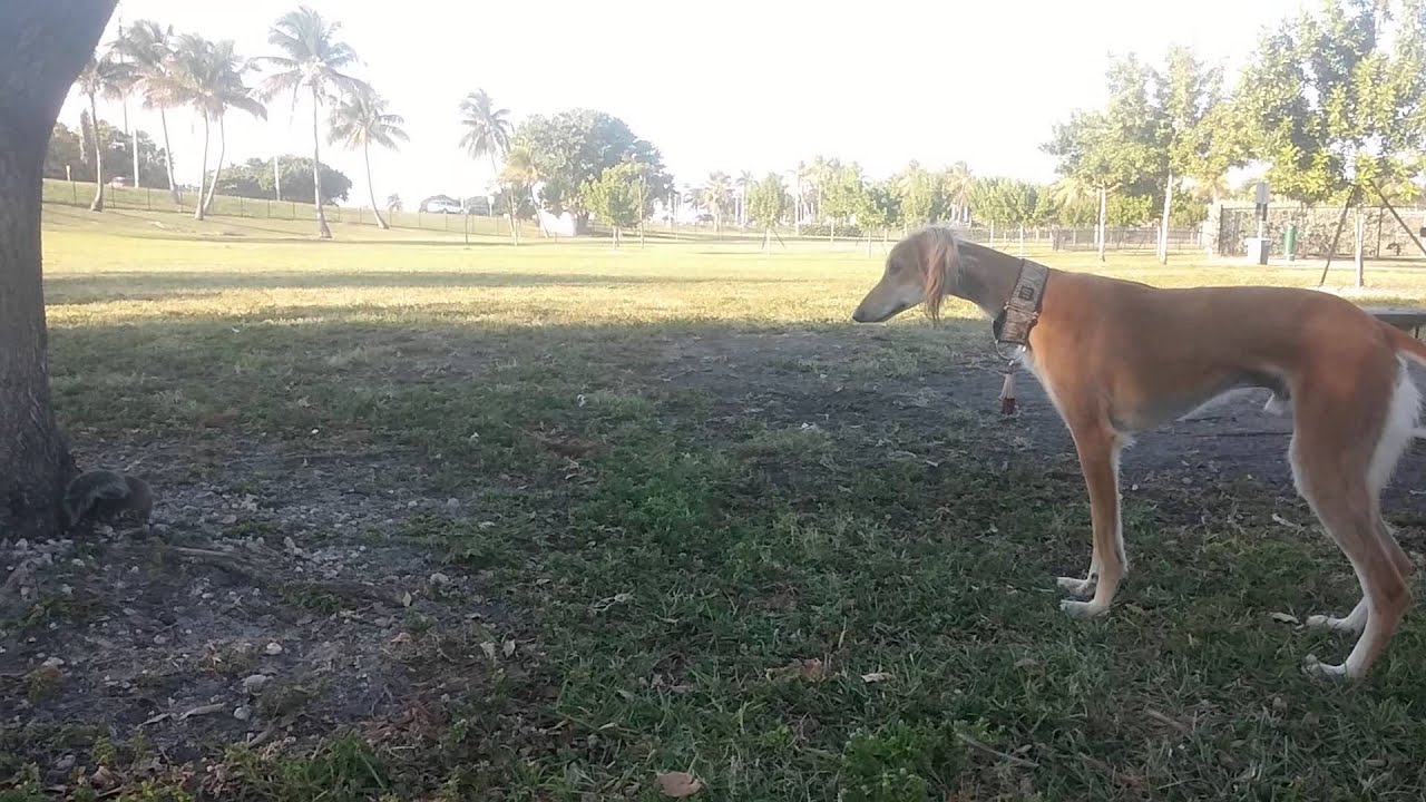 Saluki chasing a squirrel - YouTube