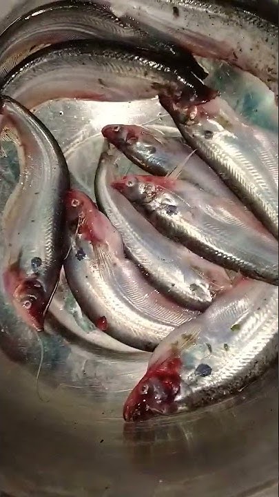 Fresh Ompok(Ompok bimaculatus)/Pabda Fishes🐟 #shorts - YouTube