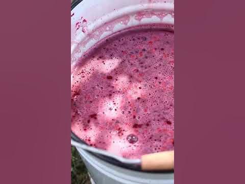 Вино из вишни. - YouTube
