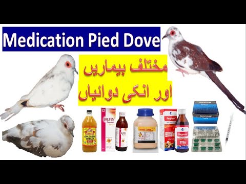 Pied Dove Diseases & Treatment Medicines for Pied Doves & Pigeons ...
