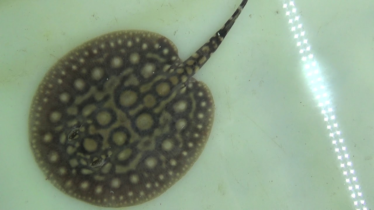 Hybrid Female Stingray - YouTube