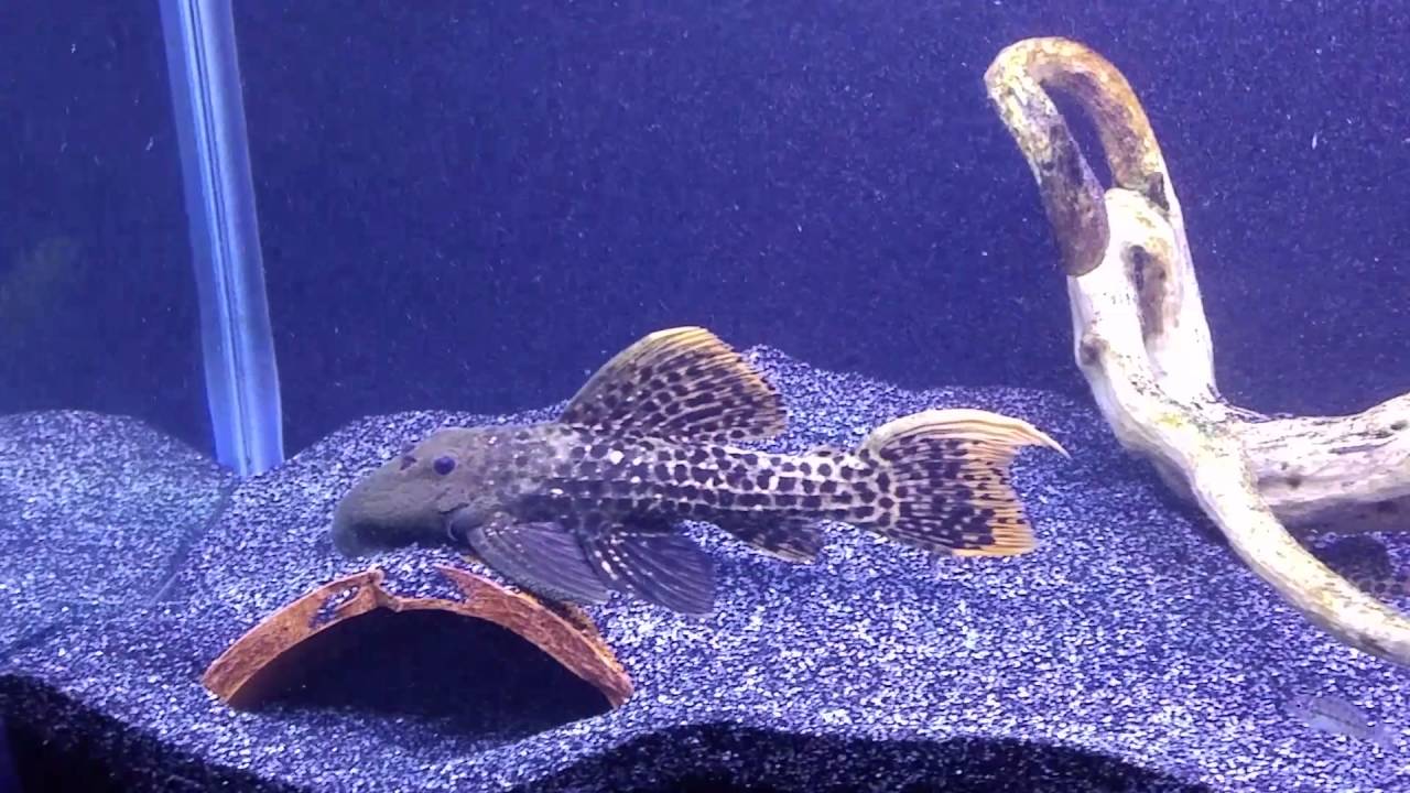 Big 8"L273 and small L114 2.5" making burn outs!!! 5/6/16 - YouTube