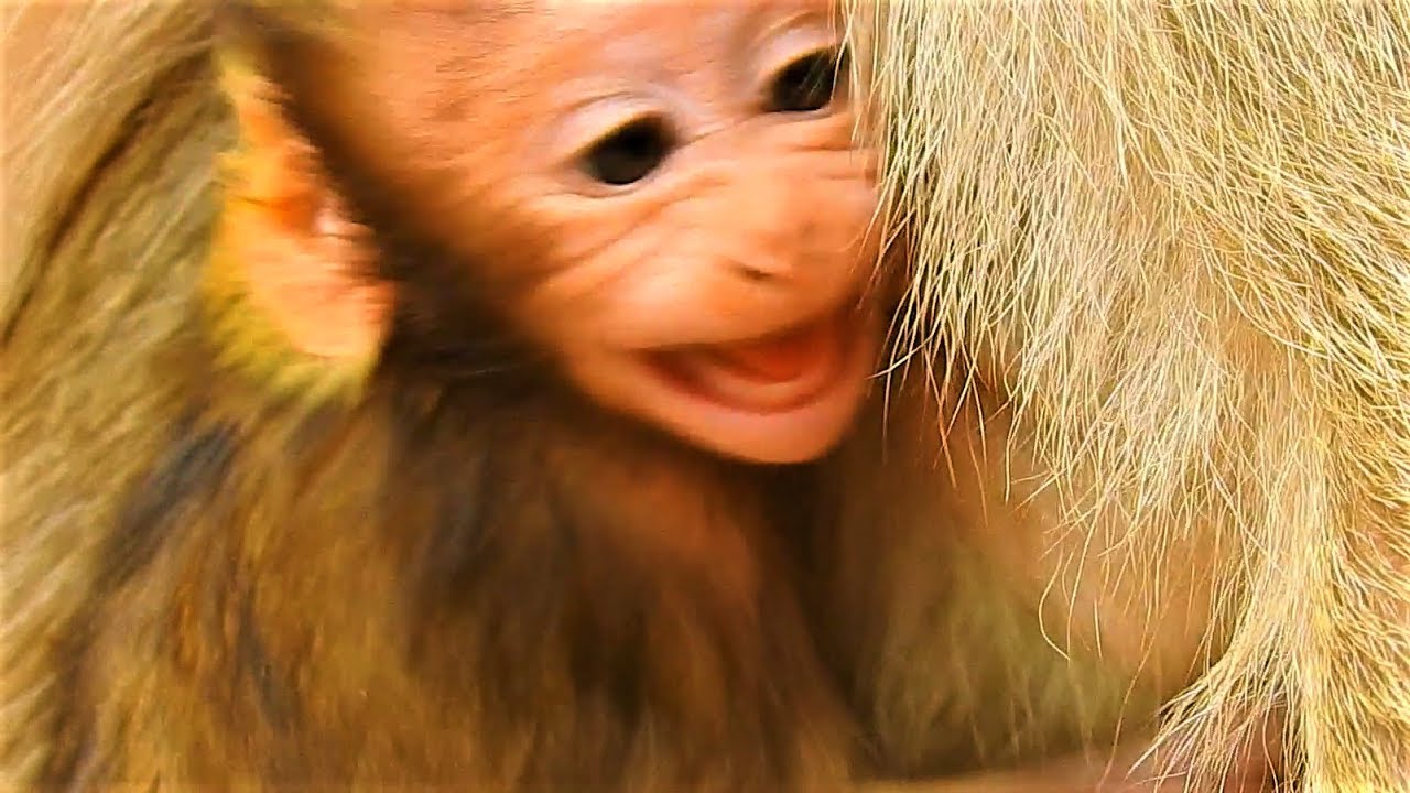 Baby Monkey Baron Very Small Crying For Milk | Brianna Wrong Care Her ...