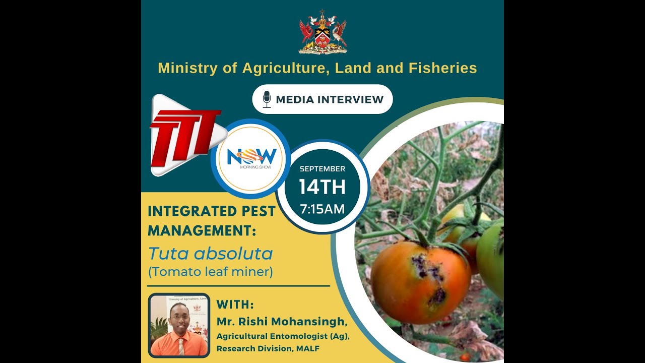 Integrated Pest Management: Tuta absoluta (Tomato leaf miner) - YouTube