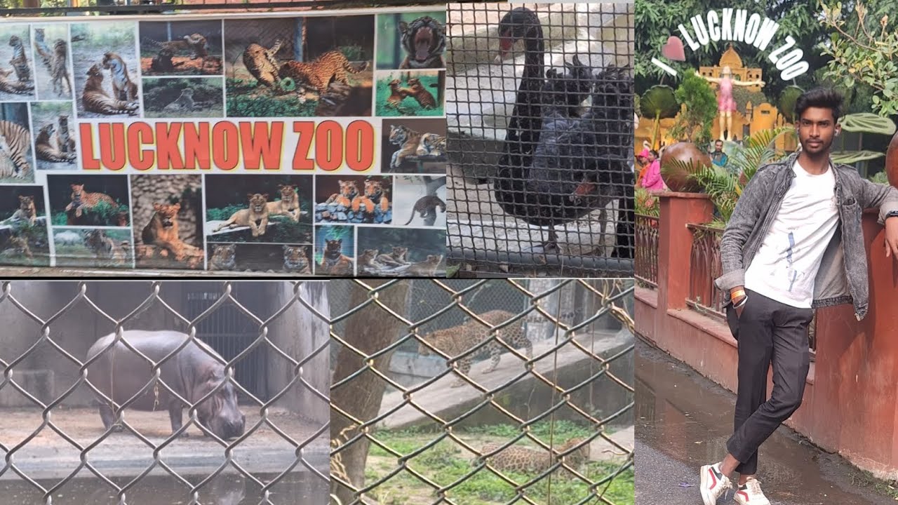 Lucknow zoo||💯🐆🐅🦍🦜||@Aman_Vlogs_25 - YouTube