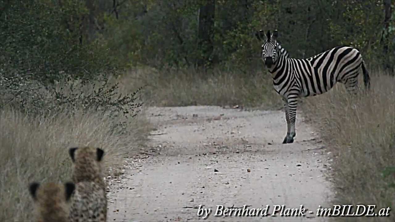 Gepard vs. Zebra/ Cheetah vs. Zebra in Südafrika/ South Africa - YouTube