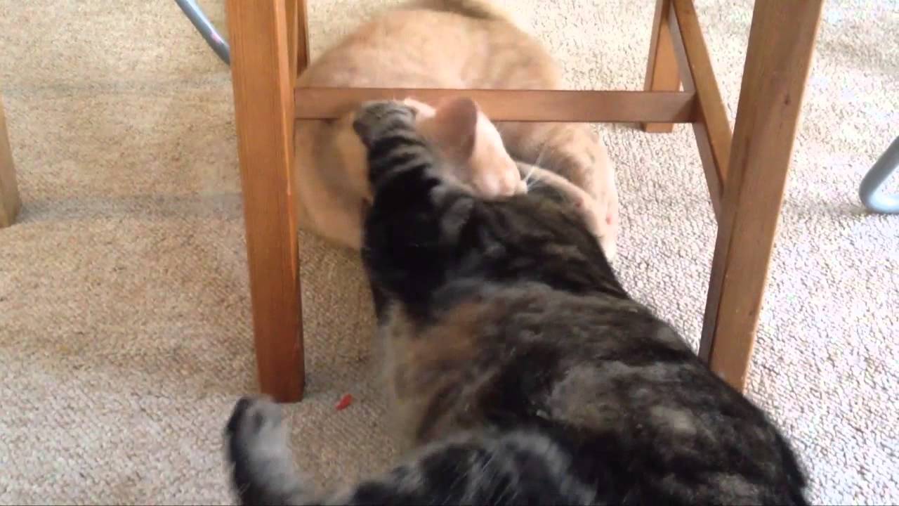Cats under influence of Wacky Catnip. - YouTube