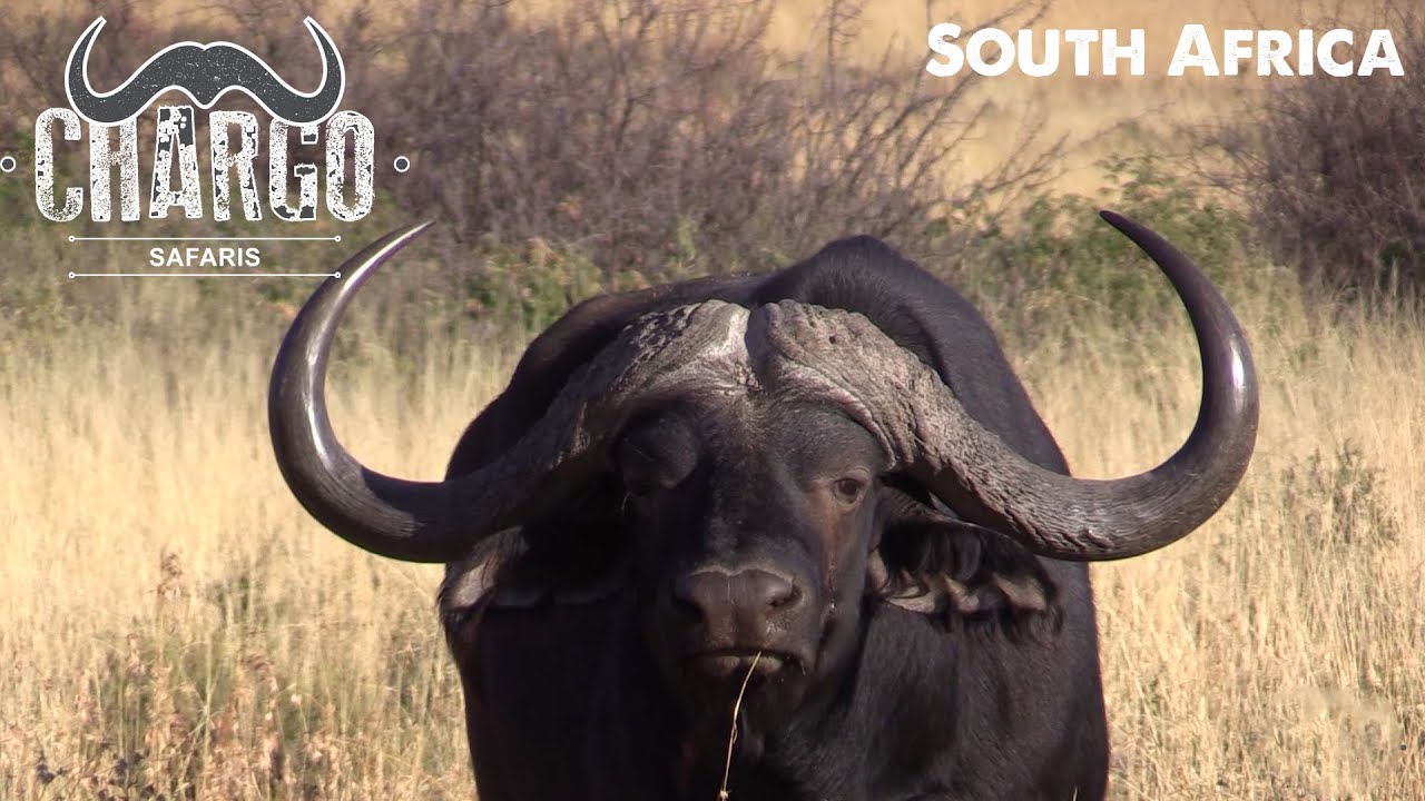 Chargo Game Reserve / Safaris - The Ultimate Hunting Experience - YouTube