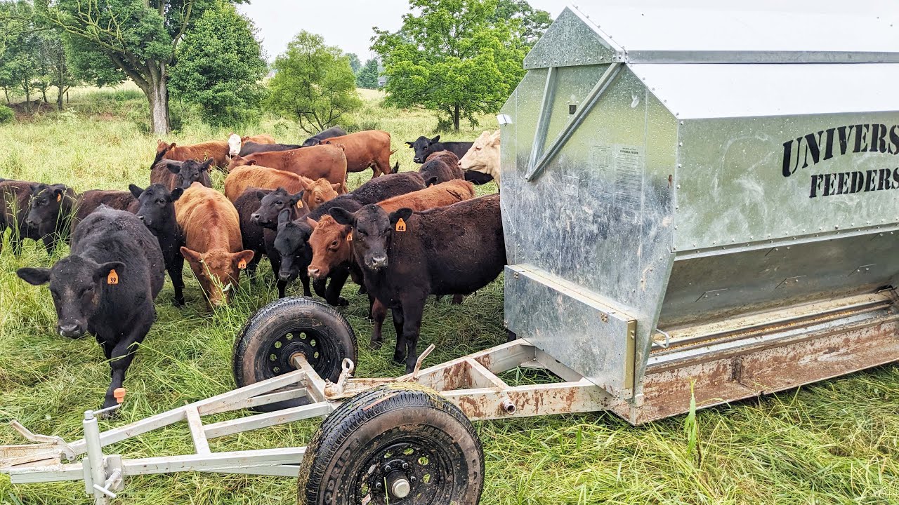 Feeding Cattle with Universal Feeders Saliva Lick Feeder, 6600 Ultimate ...