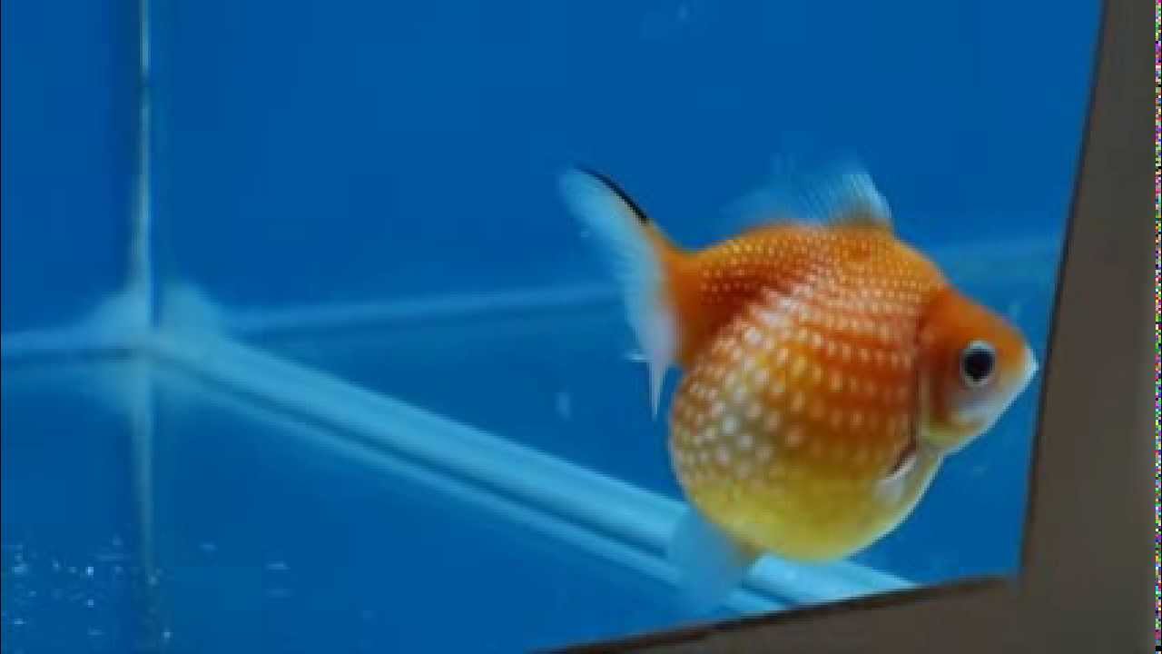 Puffer Goldfish HD - YouTube