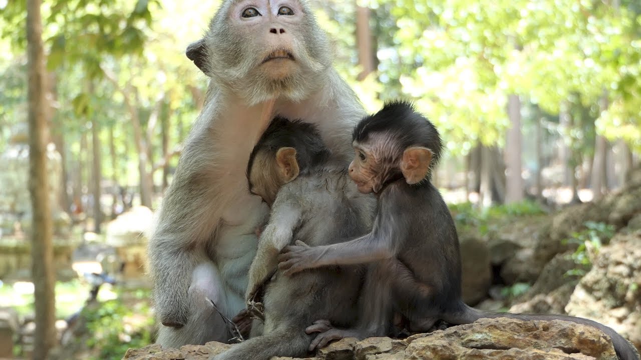 Just happy ! Baby Daniela playing with All monkeys in Amari troop - YouTube