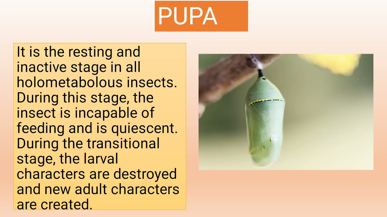 Types of pupae in insects - Dr. Ravneet Kaur - YouTube
