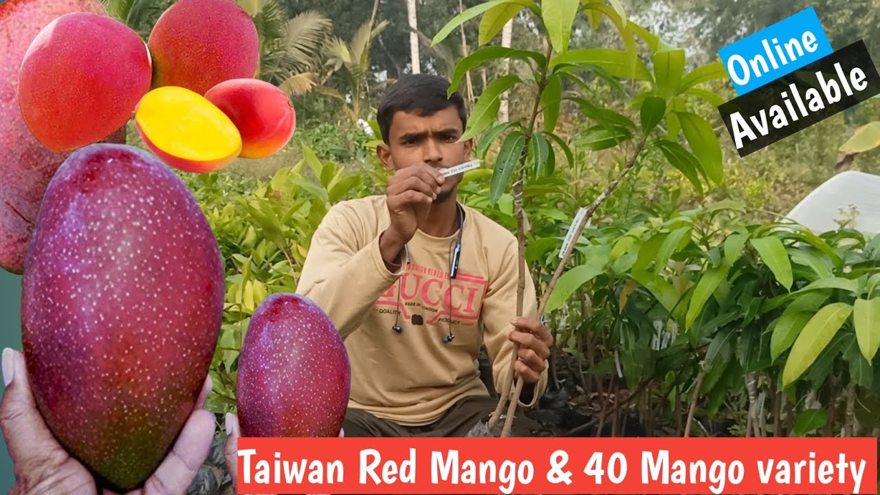 Taiwan Red Mango/ताइवान लाल आम/ 40 variety mango plant available 90623 ...