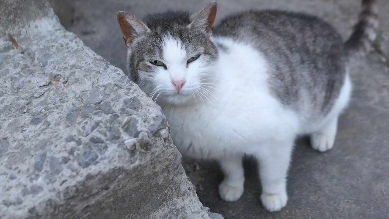 Friendly cat today is not hungry - YouTube