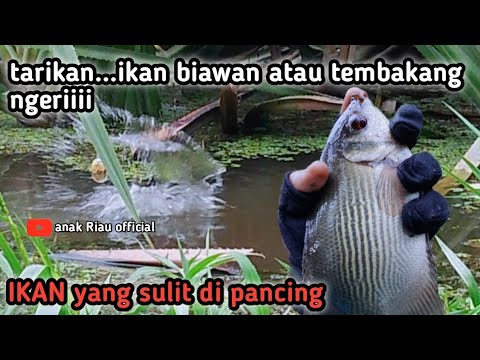 Mancing ikan biawan atau tembakang‼️edaannnn tarikannya bergetar tegek ...