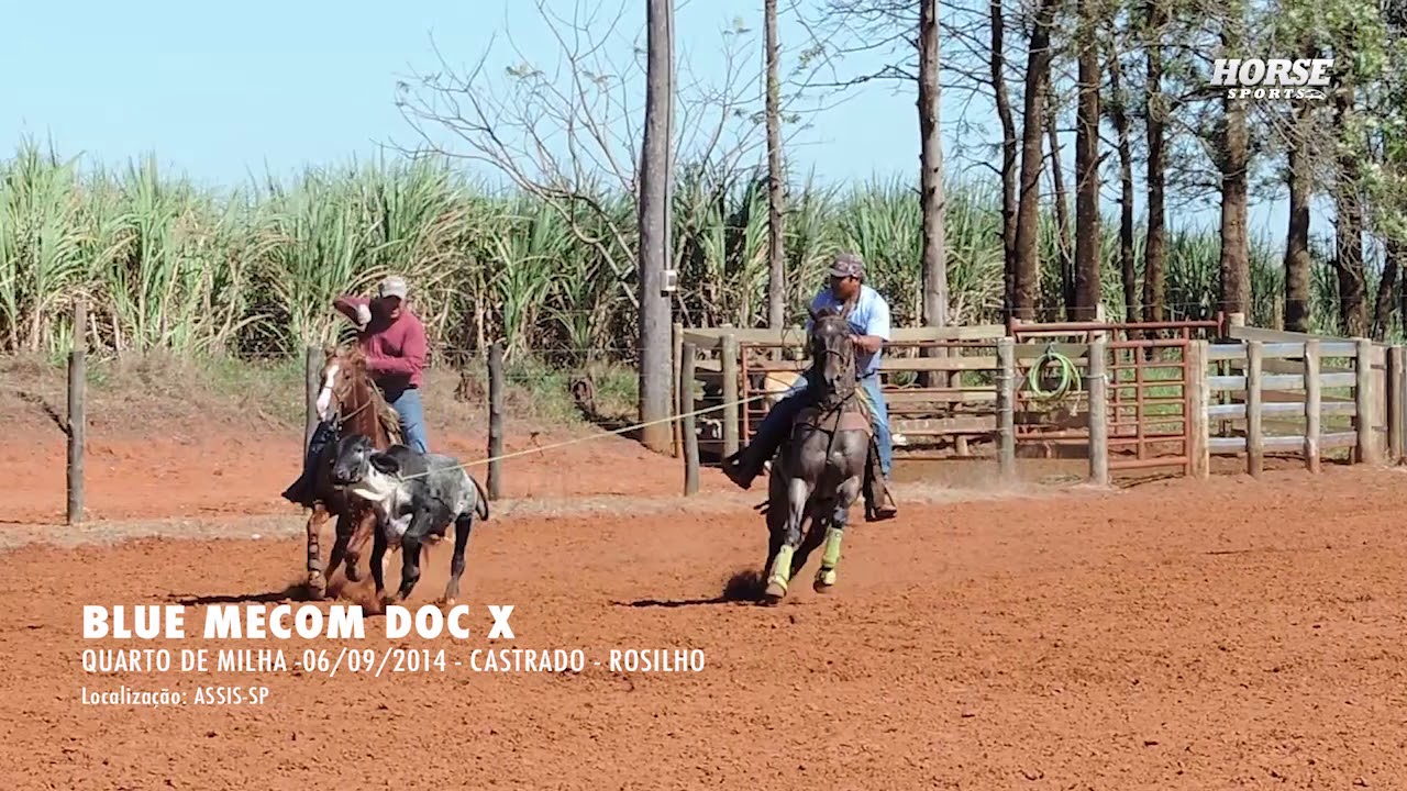 APRESENTAÇÃO - BLUE MECOM DOC X LANÇANDO - LOTE 04 - 1º LEILÃO VILLA ...