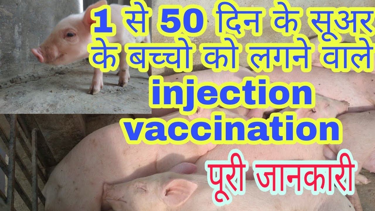 Birth to 50days pig all injection and vaccination/ सूअर के बच्चे को ...