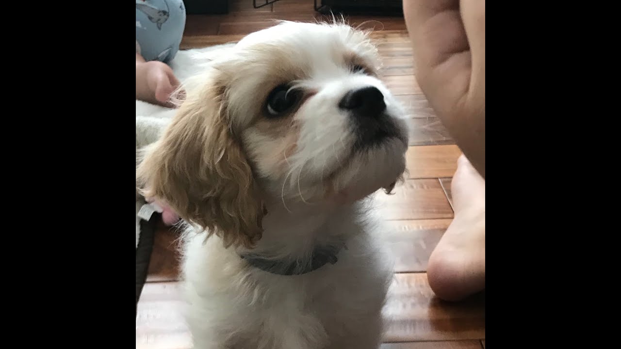 First Year with a Puppy: the real truth Ep 98 - YouTube