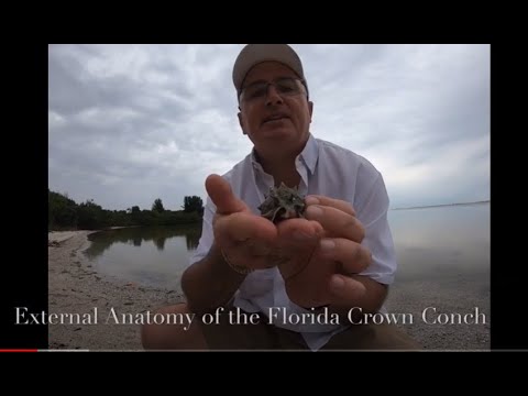 External Anatomy of the Florida Crown Conch - YouTube