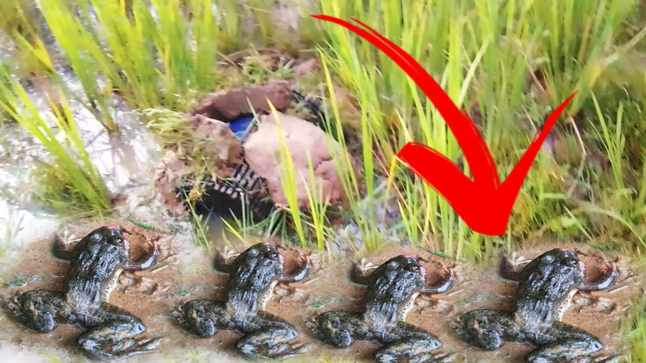 My past when I was a child, cage fishing techniques using frog bait, technology, frog traps ...