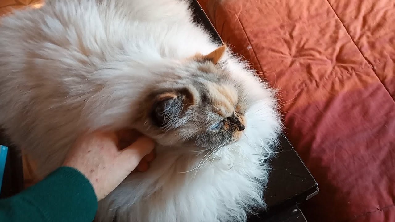 A big cat Loaf. Ragdoll cat Leda 💜 - YouTube