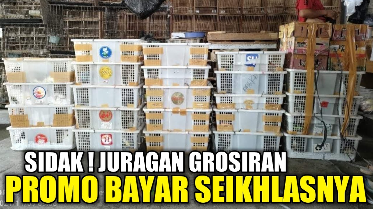 SIDAK !!! JURAGAN GROSIRAN RATUSAN BURUNG KIRIMAN PEMIKAT JATIM DIKIOS ...