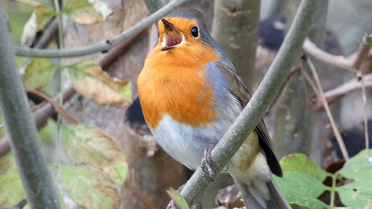 European Robin Singing - YouTube